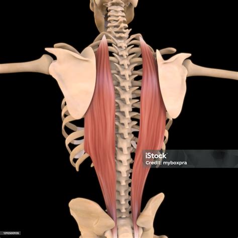 Iliocostalis Muscle Anatomy For Medical Concept 3d Illustration Stock