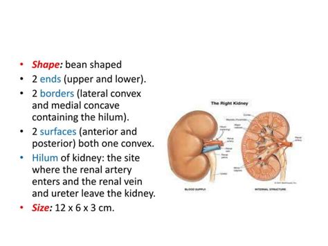 Respiratory And Urinary Systems Anatomy Pptx Ear Nose And Throat Conditions Diseases And