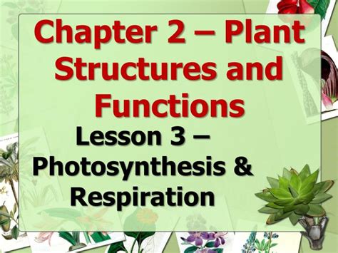 ppt chapter 2 plant structures and functions powerpoint