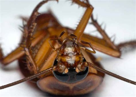 How Long Can Cockroaches Live In Space At John Lal Blog