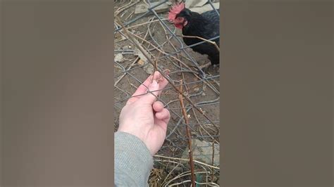 Курица стала смелой птицей после третьего червяка🐛🐛🐛🐔🐓 Youtube