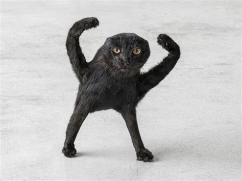 Cursed Cat 2025