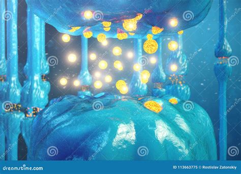 Synaptic Transmission Human Nervous System Brain Synapses Stock Illustration Illustration Of