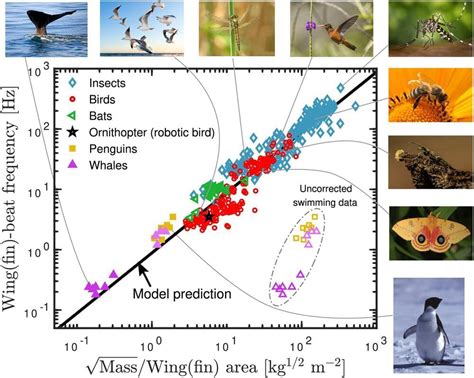 Flapping Frequency Of Birds Insects Bats And Whales Predicted With