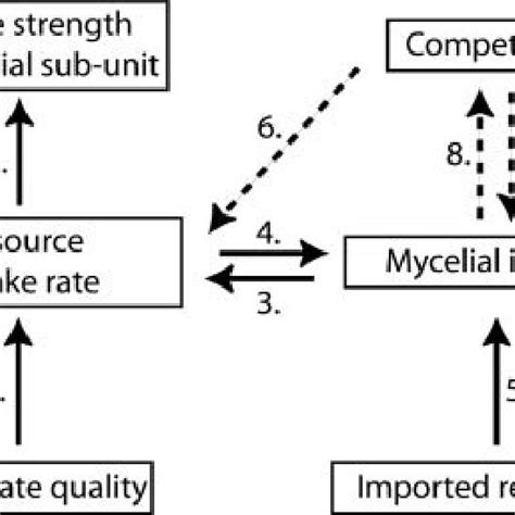General Life Cycle Of Macrofungi Numbers 1 To 6 Refer To Stages In The