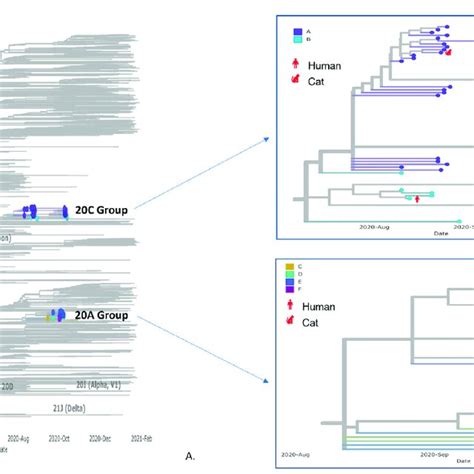 Panel A Sars Cov 2 Phylogenetic Tree Including 2250 Randomly Sampled