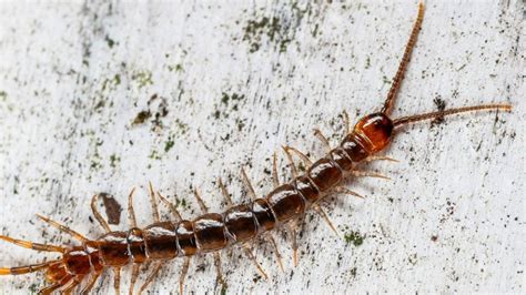 Benefician Tu Salud Los Insectos Que No Debes Matar Cuando Aparecen En
