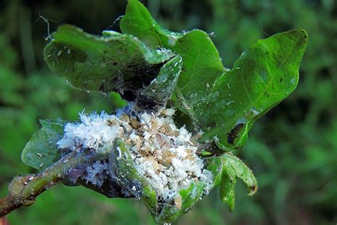 Mimeuria Ulmiphila Maple Leaf Nest Aphid Identification Images