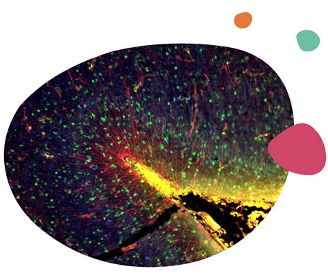 About Cell Discovery Network