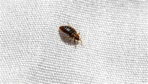 6 Little Black Bugs In The House That Move Slowly