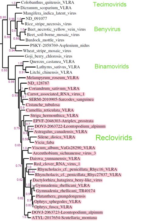 updated phylogenetic subtree of the beny like rdrp domains showing a