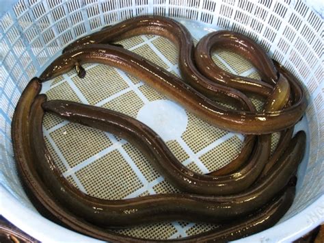 TomoChan Store Eel Fish Unagi