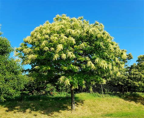 Sweet Chestnut Tree
