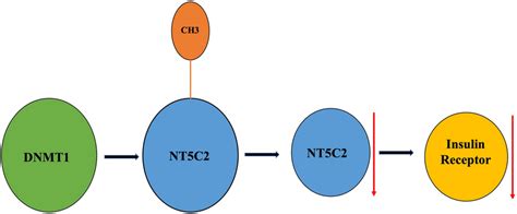 Dnmt1 Epigenetically Regulate Nt5c2 And Insulin Receptor Dnmt1