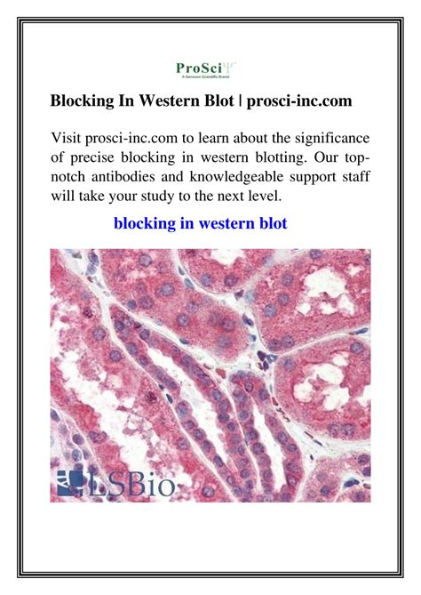 PPT Blocking In Western Blot Prosci Inc Com PowerPoint Presentation Free Download ID