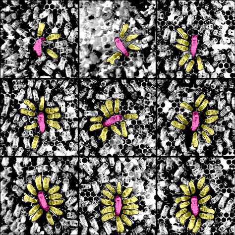 Frontiers A Minimally Invasive Approach Towards Ecosystem Hacking” With Honeybees