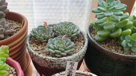 베란다 다육이들 모습~~ Youtube