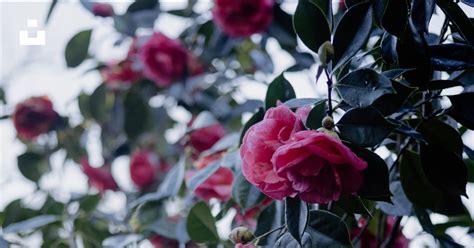 녹색 잎이 달린 분홍색 장미 덤불 사진 Unsplash의 무료 핑크 동백 이미지