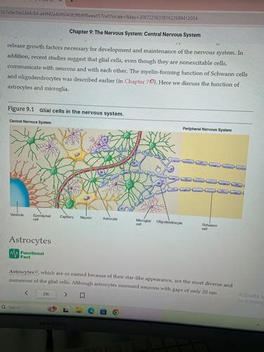 Chapter The Nervous System CNS Flashcards Quizlet