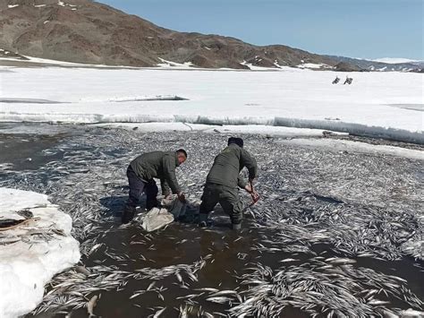 Хүчилтөрөгчийн дутагдалд орсны улмаас үхсэн олон тооны загасыг устгах ажил хийжээ Isee Mn