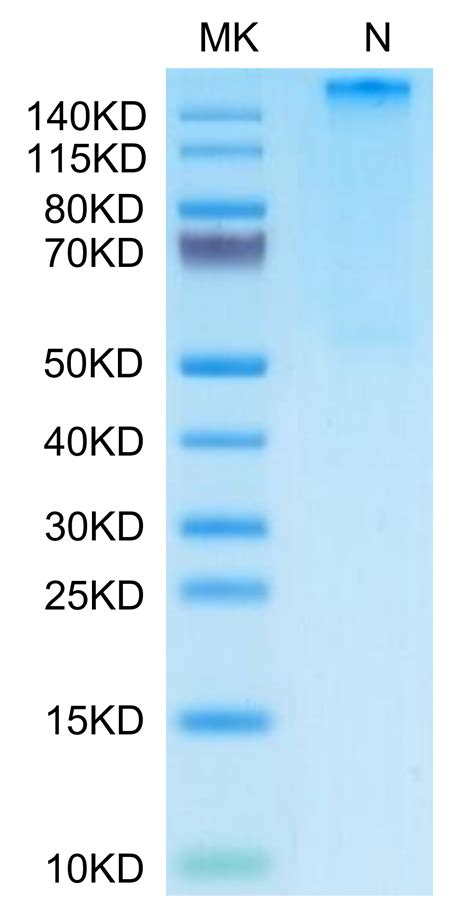 Hla A0201 Plfqvpepv Peptide Complex Tetramer Reprokine