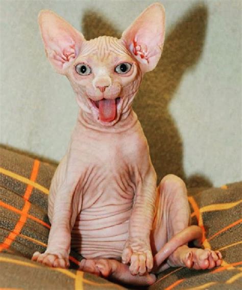 Смешные породы кошек с фотографиями и названиями