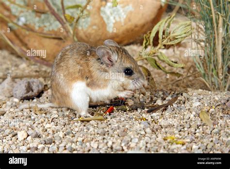 Grasshopper Mouse Animal Simulator Wiki Fandom