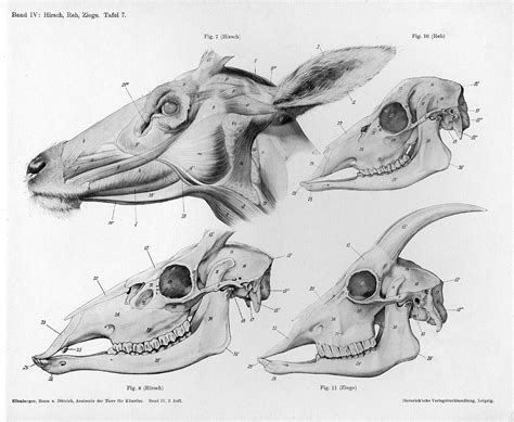 Deer Skull Anatomy