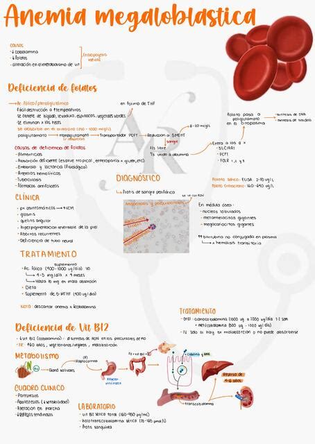 Anemia Megaloblastica Ariana Udocz