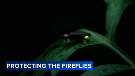 Concerns Over Declining Firefly Population Prompts 15 Year Penn State