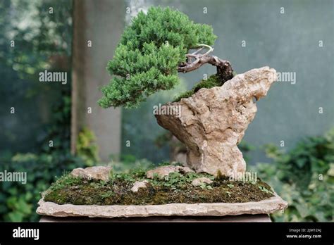 Traditional Japanese Bonsai Juniper Tree With Crooked Trunk On A Rock