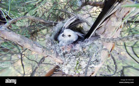Aegithalos Caudatus The Nest Of The Long Tailed Tit In Nature Moscow