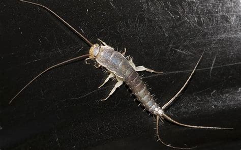 Silverfish With Pinchers