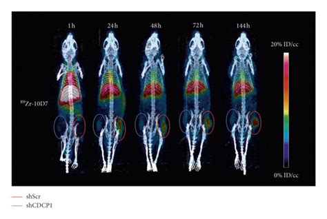 Reduced Cdcp1 Expression Reduces Avidity Of Cdcp1 Targing Antibody 10d7
