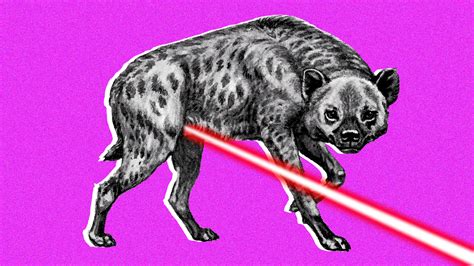Hyena Female Anatomy
