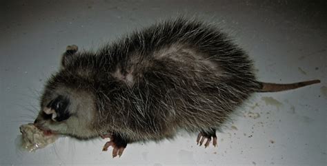 Do Opossums Climb Trees Or Live In Trees