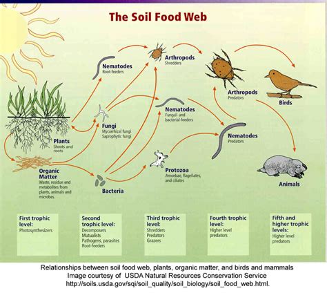 The Importance Of Decomposers To The Overall Biogeochemical Cycle