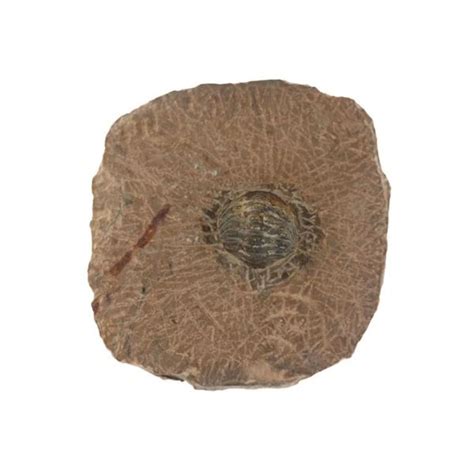 Fossilized Trilobite From The Permian Age