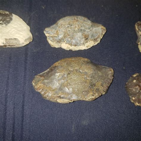 Fossilized Crabs Rfossils