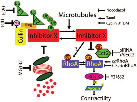 Hypothetical Model Of Regulation Of Cell Contractility The Model Shows Download Scientific