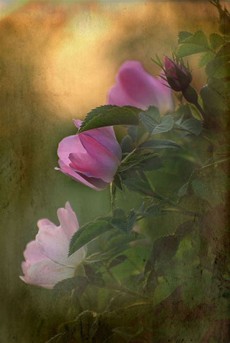 Приказки под шипковия храст Author Jordanka Welichkova Anchi Photo Forum