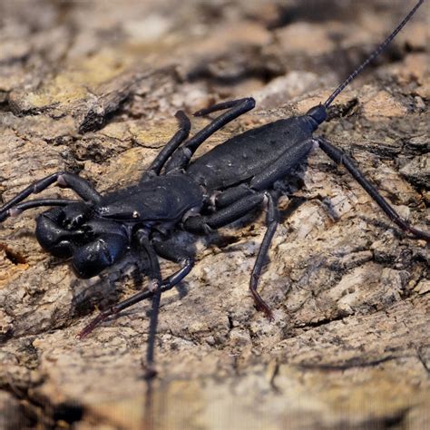 Typopeltis Sinensis Chinese Vinegaroon Sub Adults Spider Shoppe
