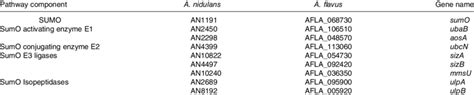 Sumo And Sumo Pathway Genes In A Nidulans And A Flavus Download