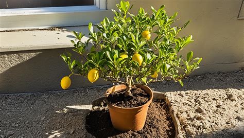 Why Is My Potted Meyer Lemon Tree Dropping Leaves
