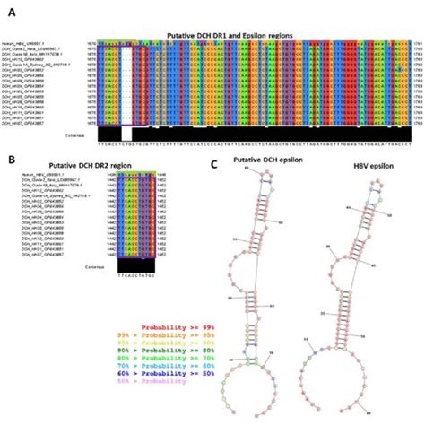 Sequence Alignment And Analysis Of Dch Isolates Compared To Human Hbv