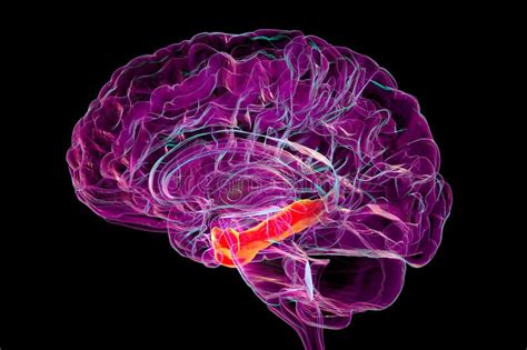 Parahippocampal Cortex Stock Illustrations 8 Parahippocampal Cortex Stock Illustrations