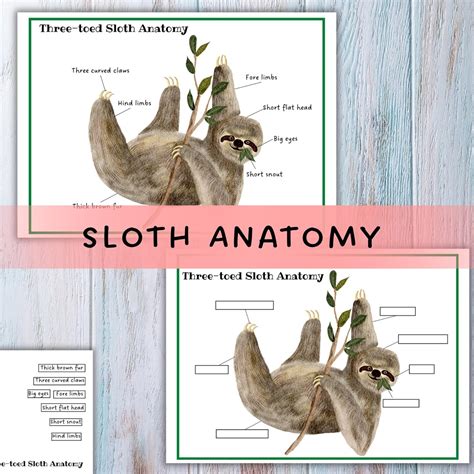 Sloth Anatomy Sloth Printable Etsy