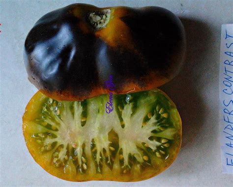 Томат Контраст Фландрии: описание сорта, ОТЗЫВЫ, фото