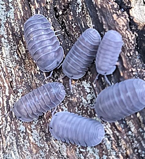 Isopods The Evolution From Water To Land