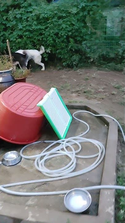 세상 귀여운 여우의 울음소리 Youtube